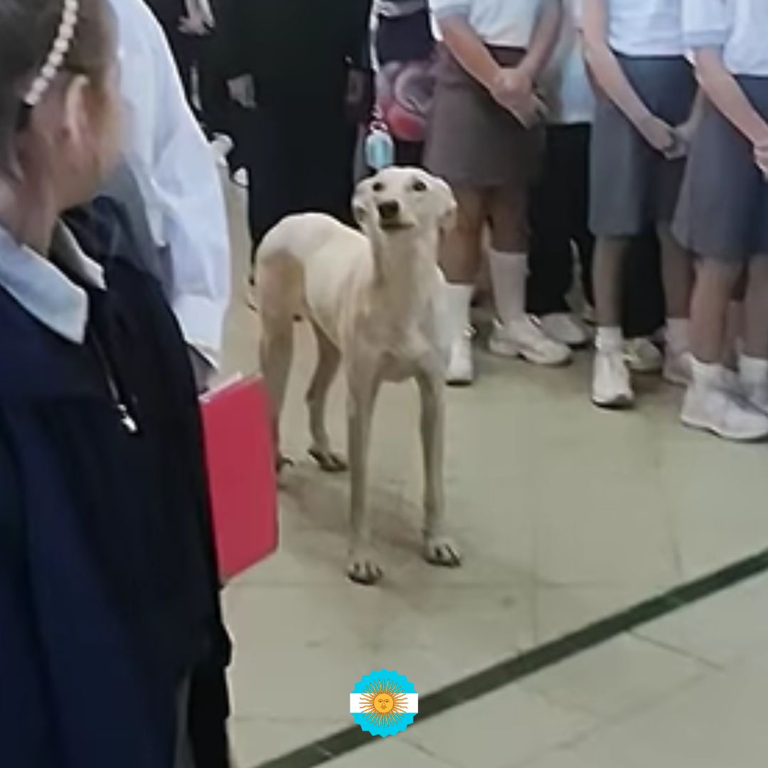 Copito, el perro que cantó el Himno Nacional en una escuela – ARGENOTICIAS